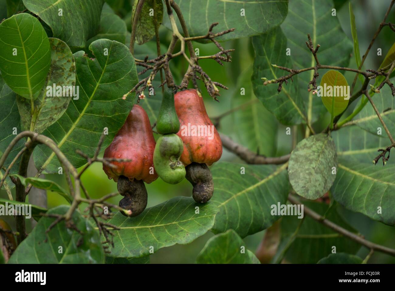 Jeune fruit dans un anacardier Banque de photographies et d’images à ...