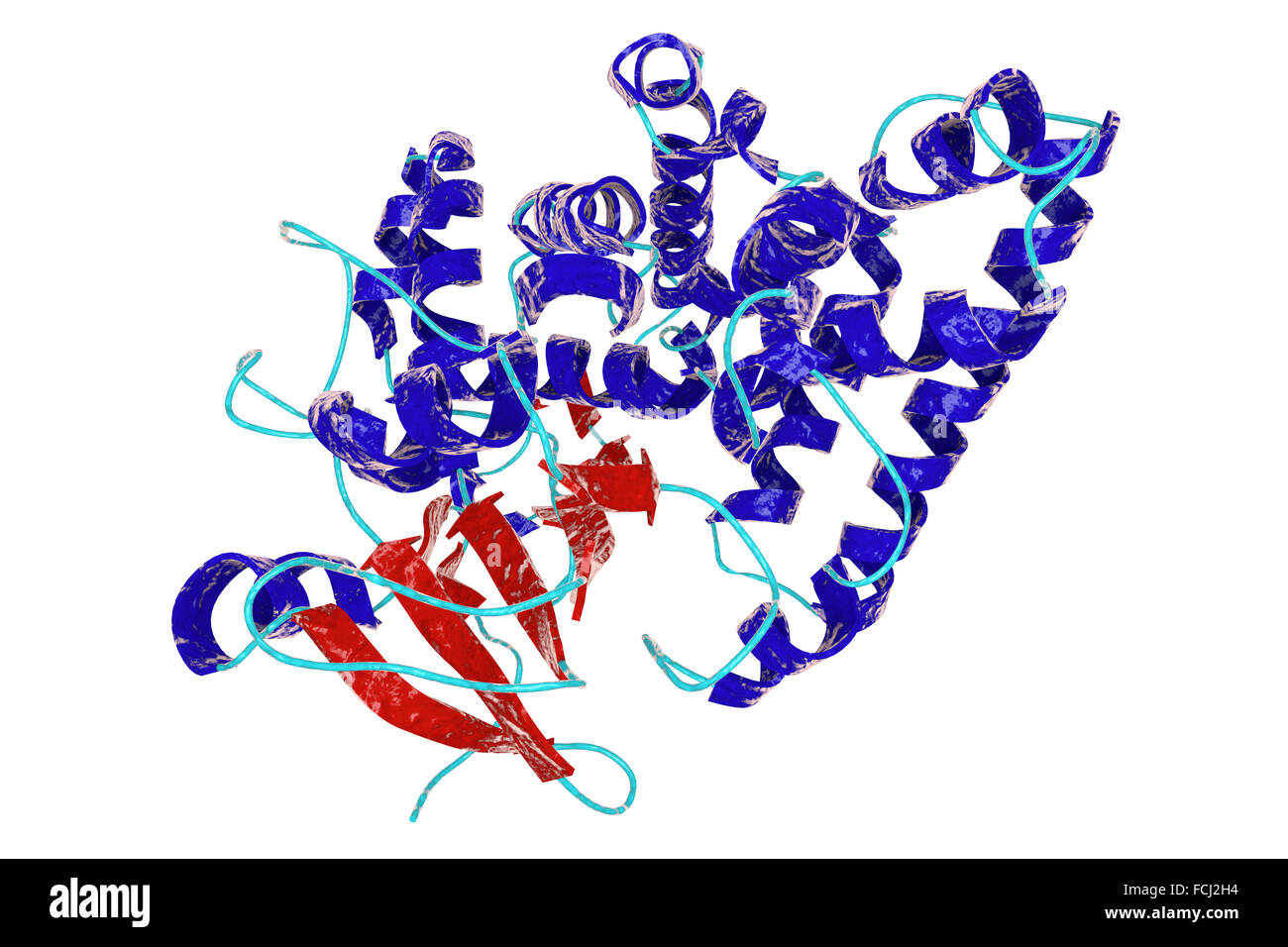 Le modèle moléculaire de la nitrate réductase produite par le ...