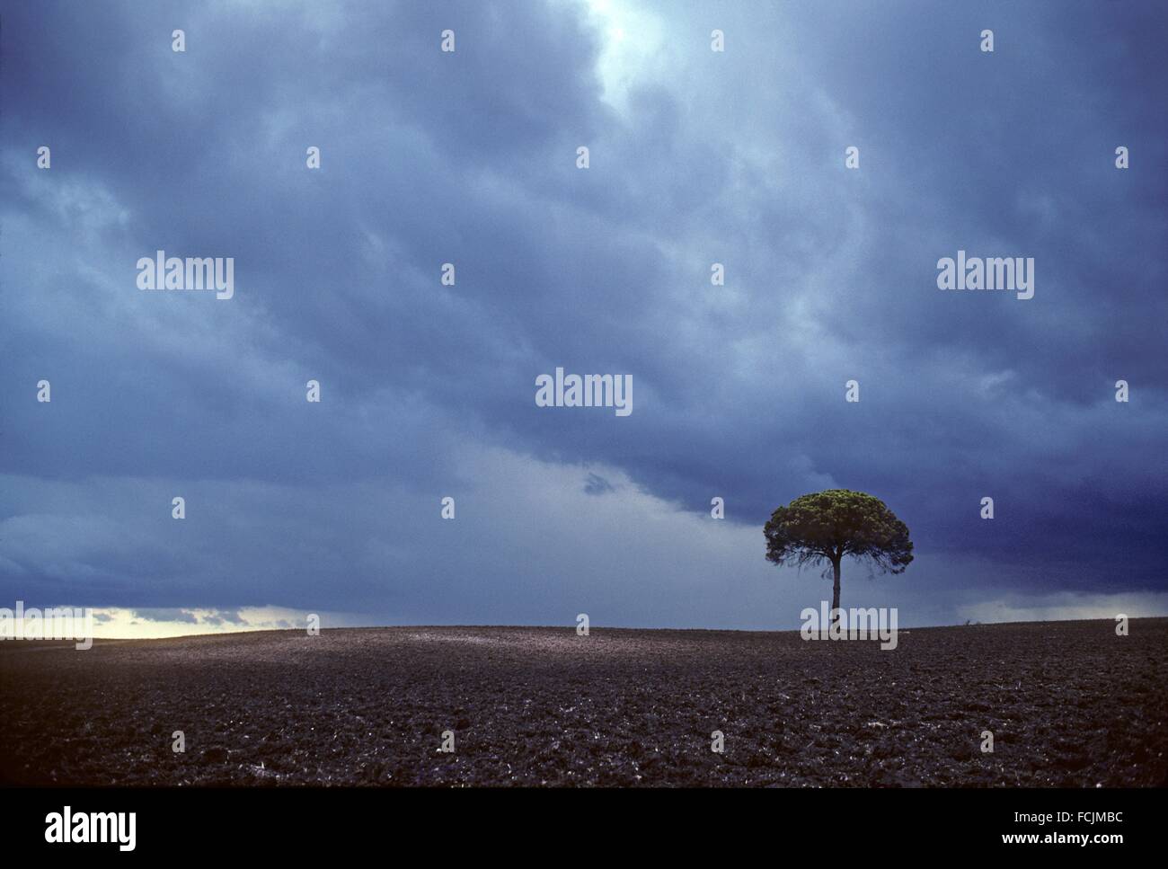 Arbre isolé sous un ciel d'orage, Tchad, Afrique centrale Photo Stock ...