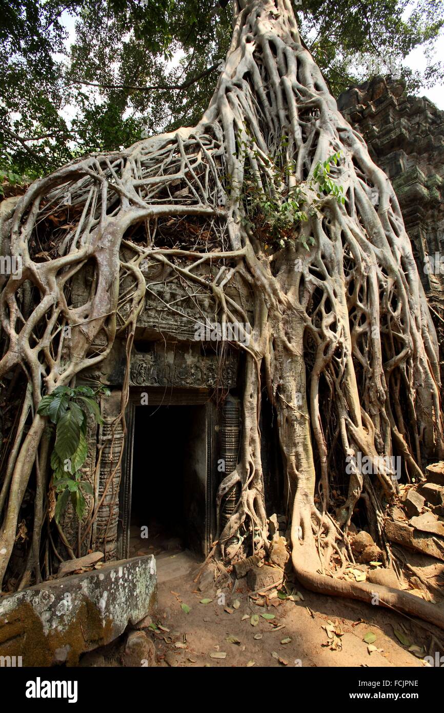 Fromager arbre Banque de photographies et d’images à haute résolution ...