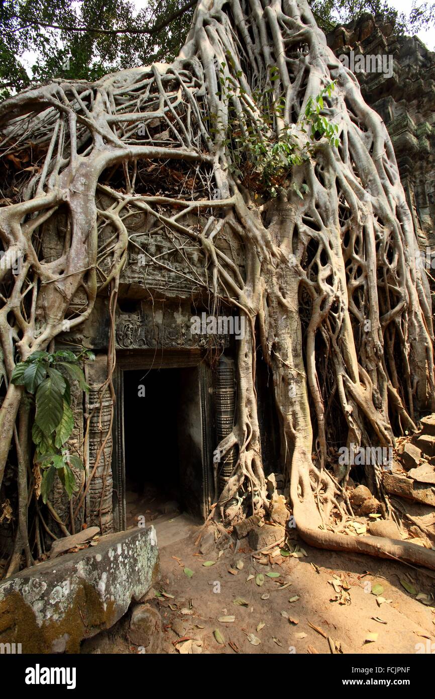 Fromager arbre Banque de photographies et d’images à haute résolution ...