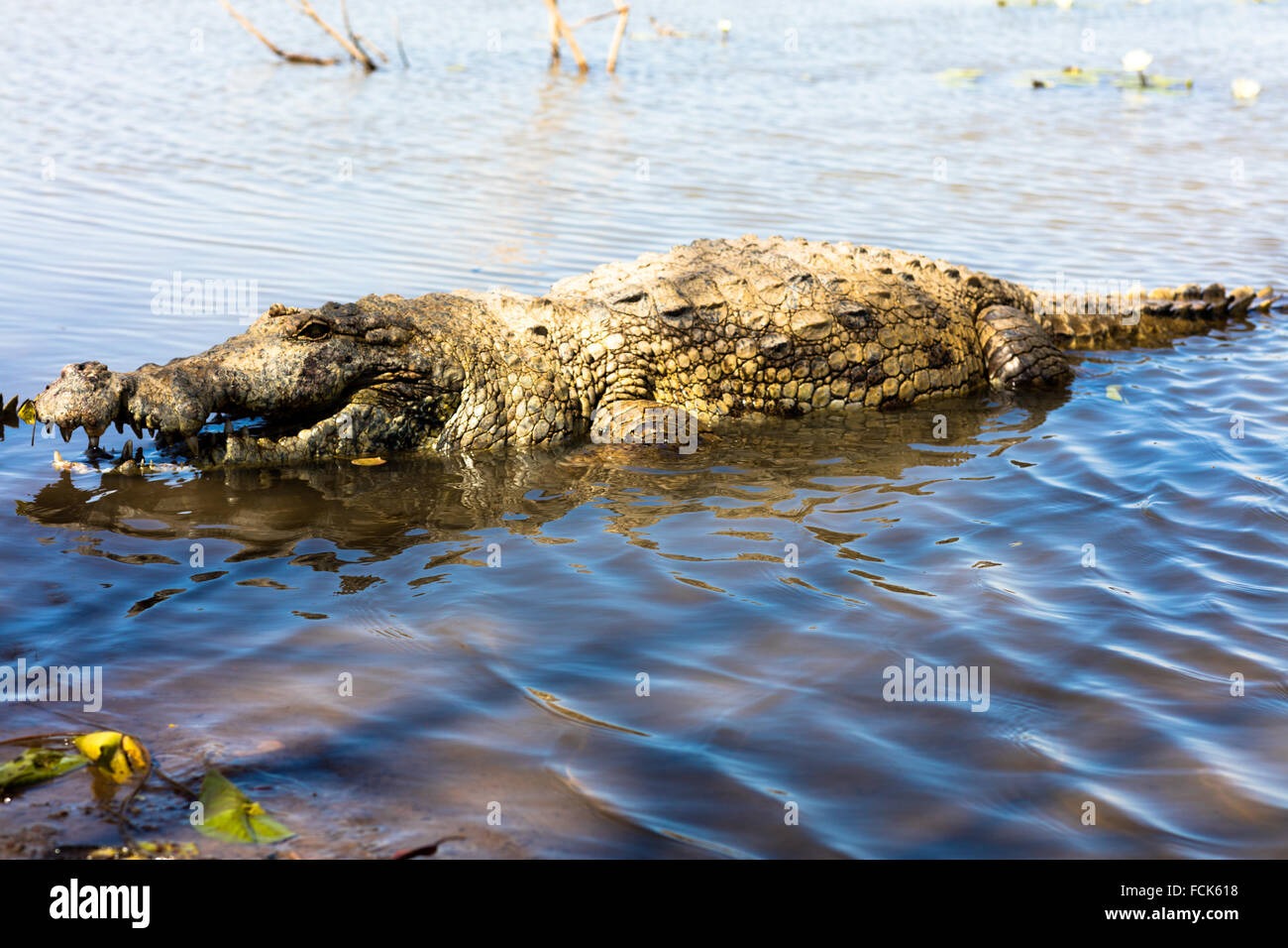 Sacred crocodile in sabou burkina Banque de photographies et d’images à ...