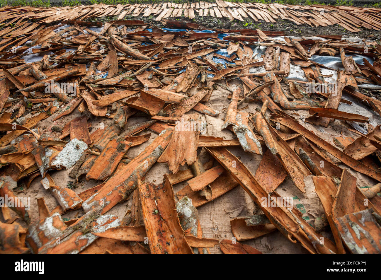 Cannellier arbre Banque d'image et photos - Alamy
