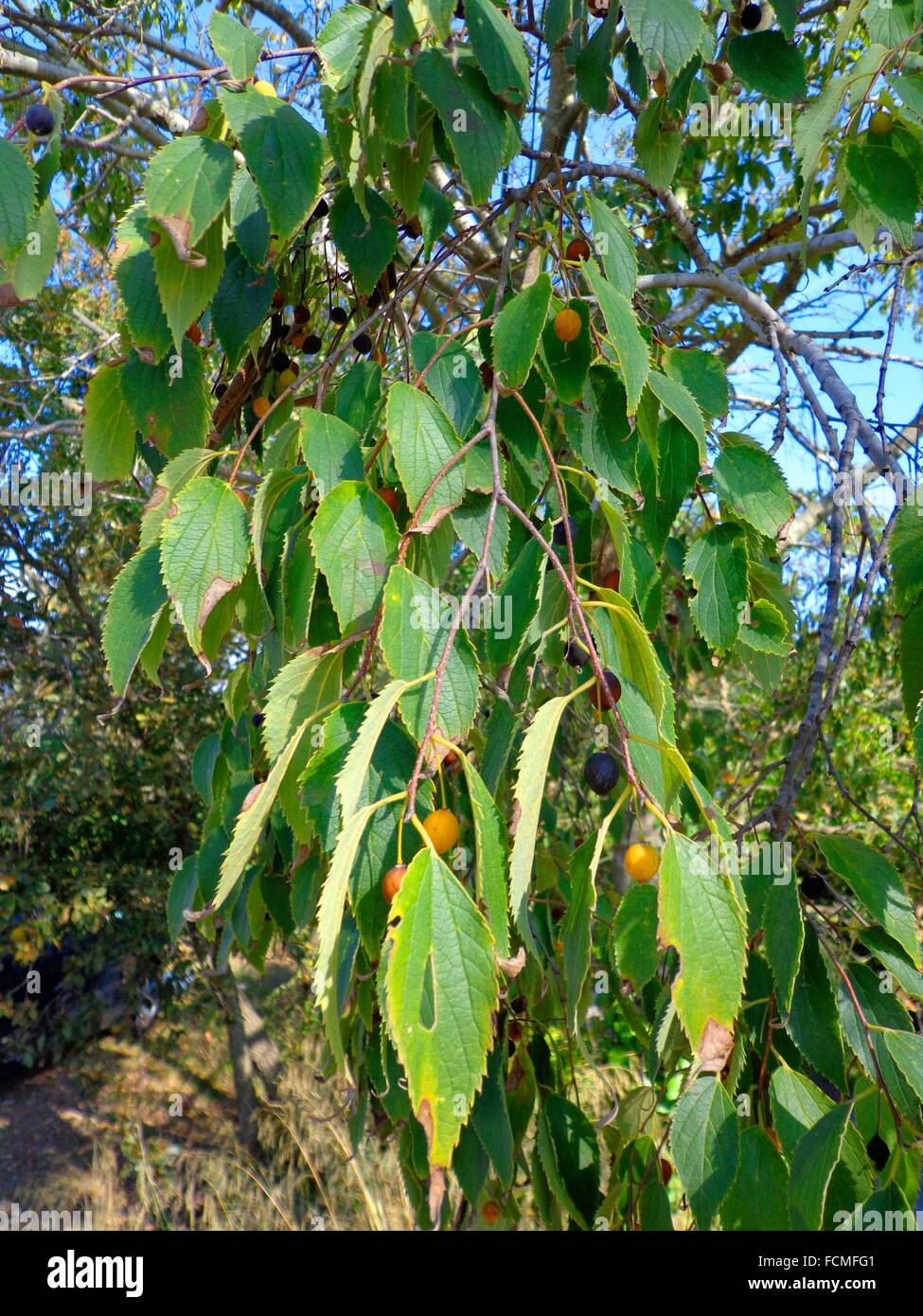 Celtis australis Banque de photographies et d’images à haute résolution ...