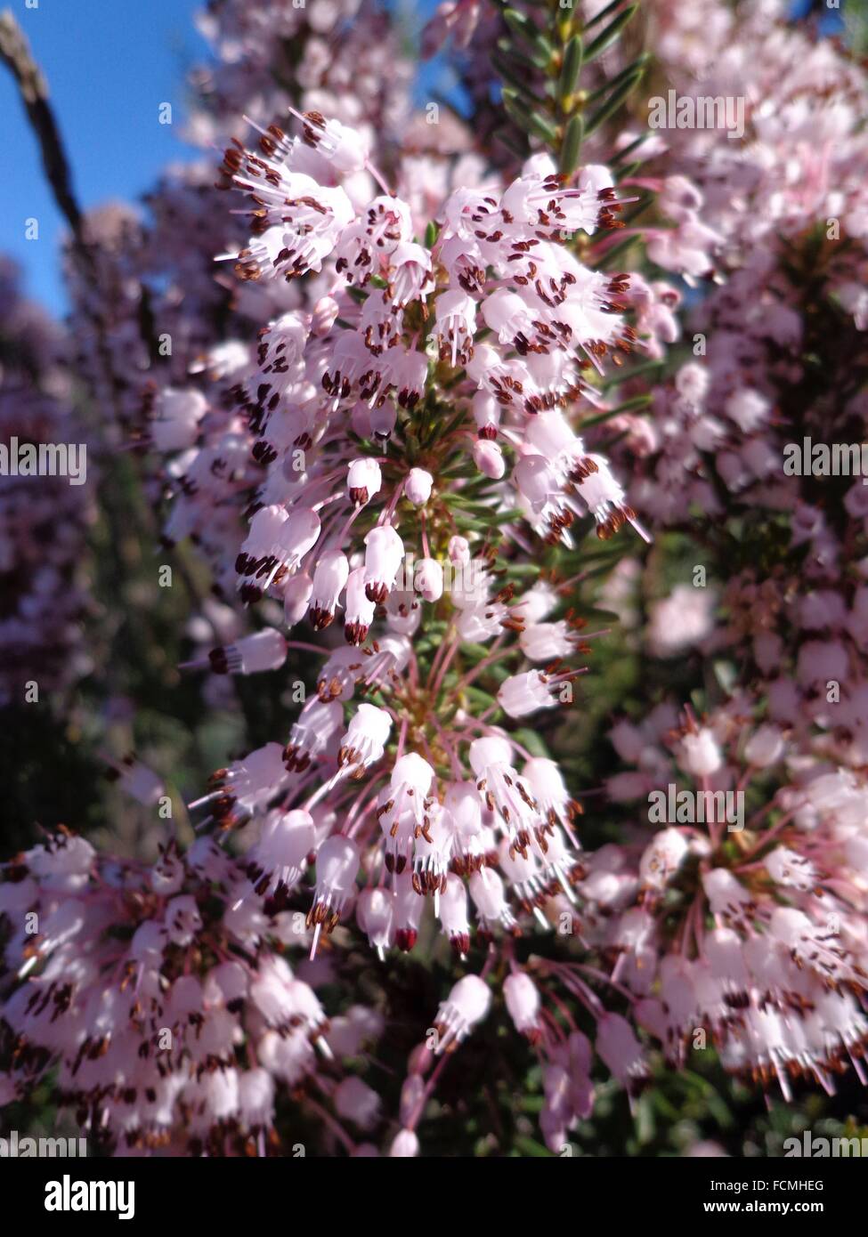 Erica multiflora Banque de photographies et d’images à haute résolution ...