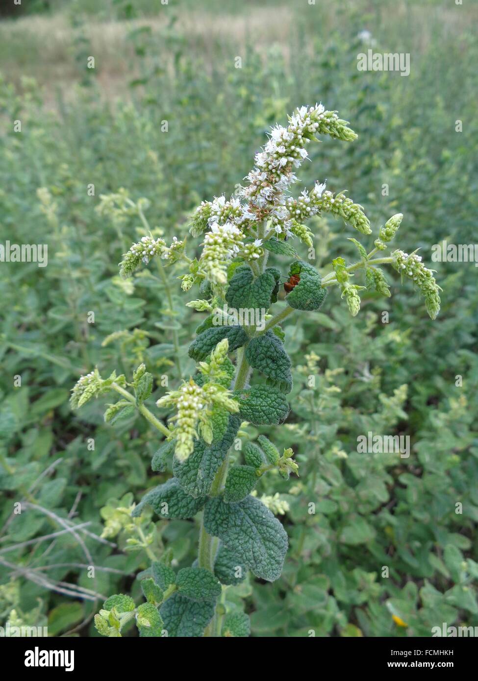 Mentha rotundifolia Banque de photographies et d’images à haute ...