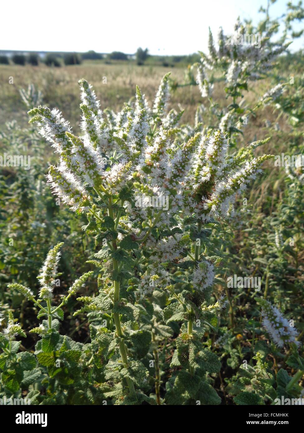 Mentha rotundifolia Banque de photographies et d’images à haute ...
