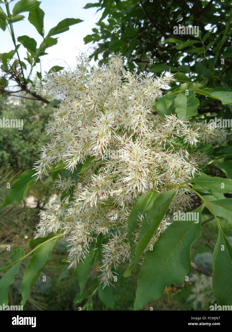 Fraxinus ornus Banque de photographies et d’images à haute résolution ...
