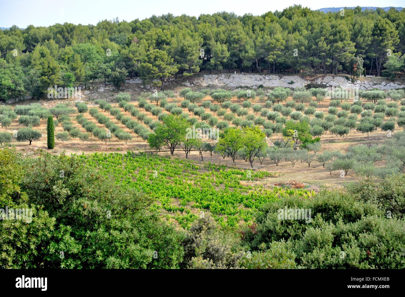 Paysage provençal typique avec des oliviers, des pins et des vignes ...