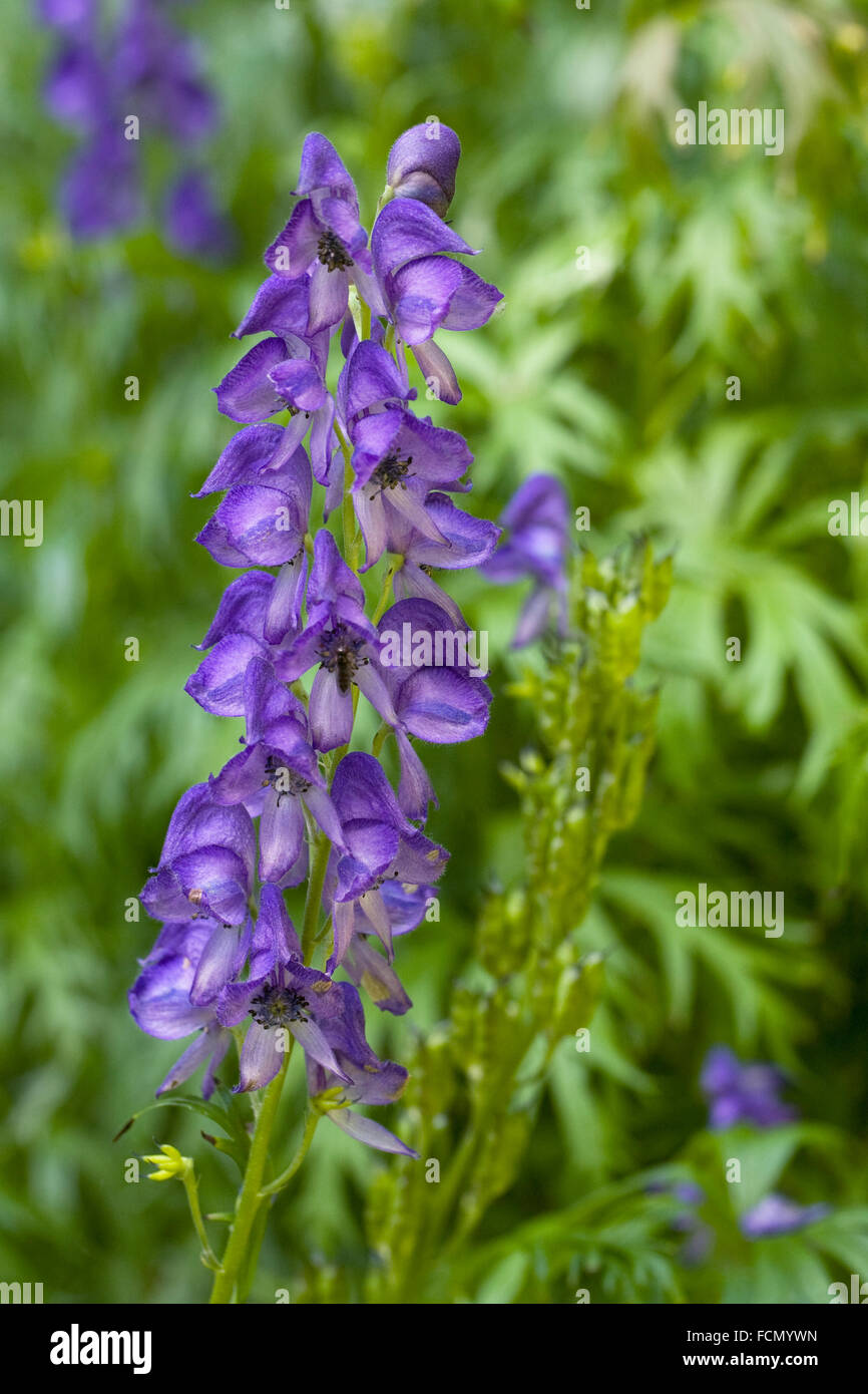 Fleur zygomorphe Banque de photographies et d’images à haute résolution ...