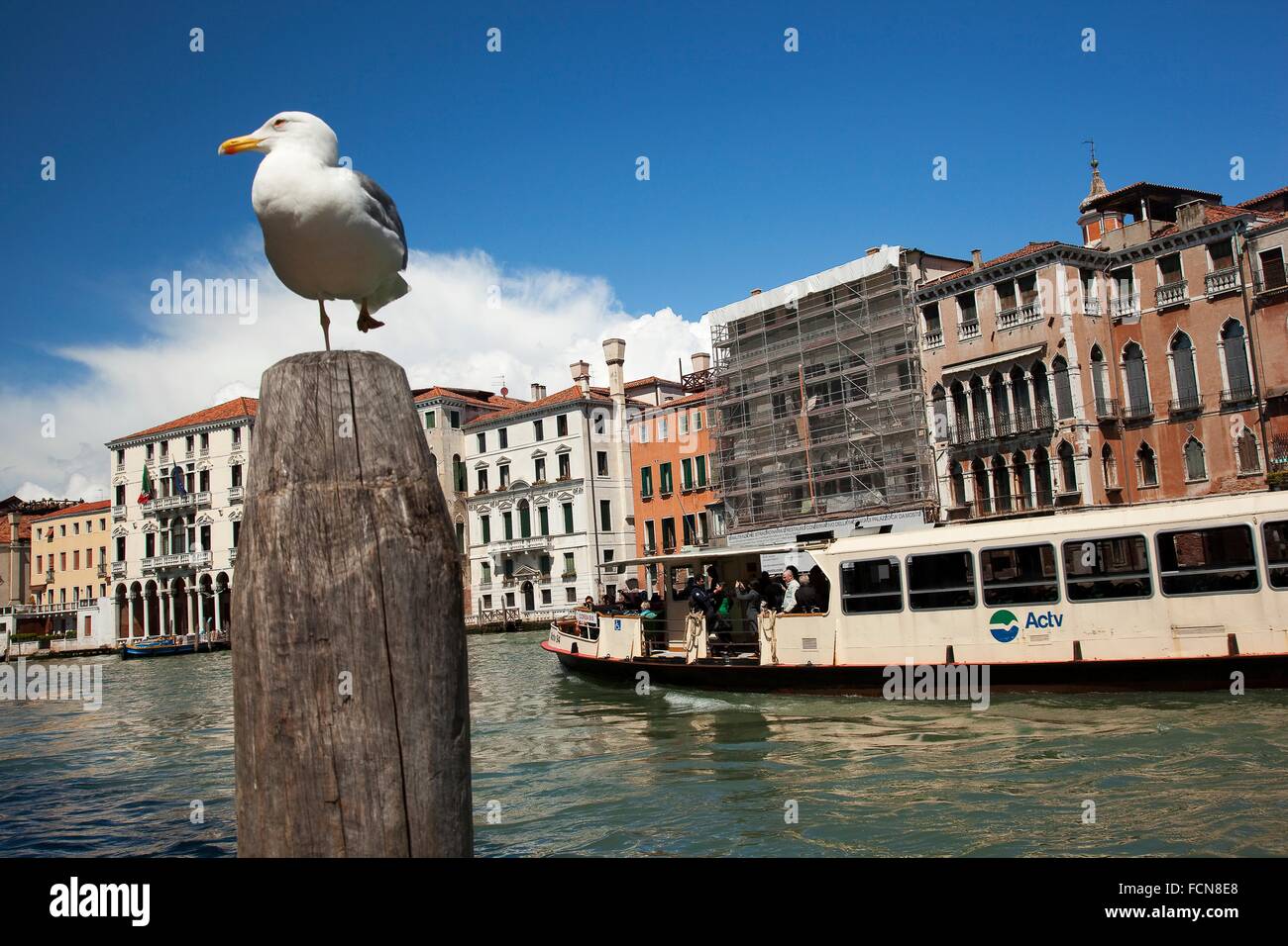 Venise gondole gondolier humour Banque de photographies et d’images à ...