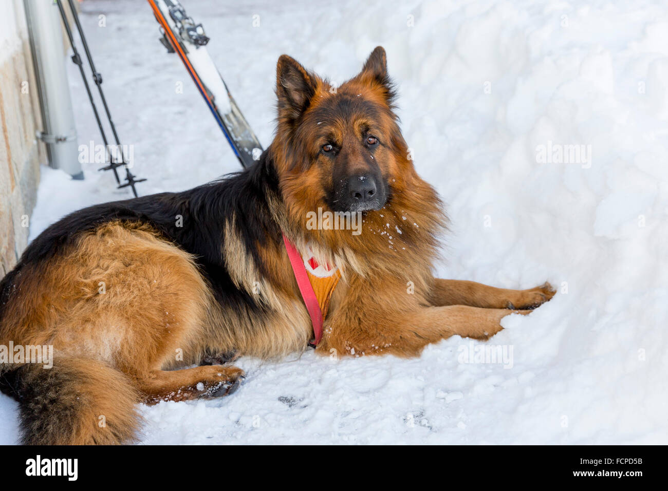 Chien de secours en montagne Banque de photographies et d’images à ...