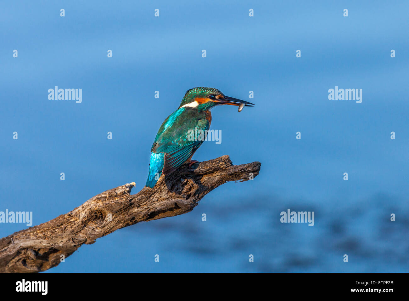 Alcedo attis Banque de photographies et d’images à haute résolution - Alamy