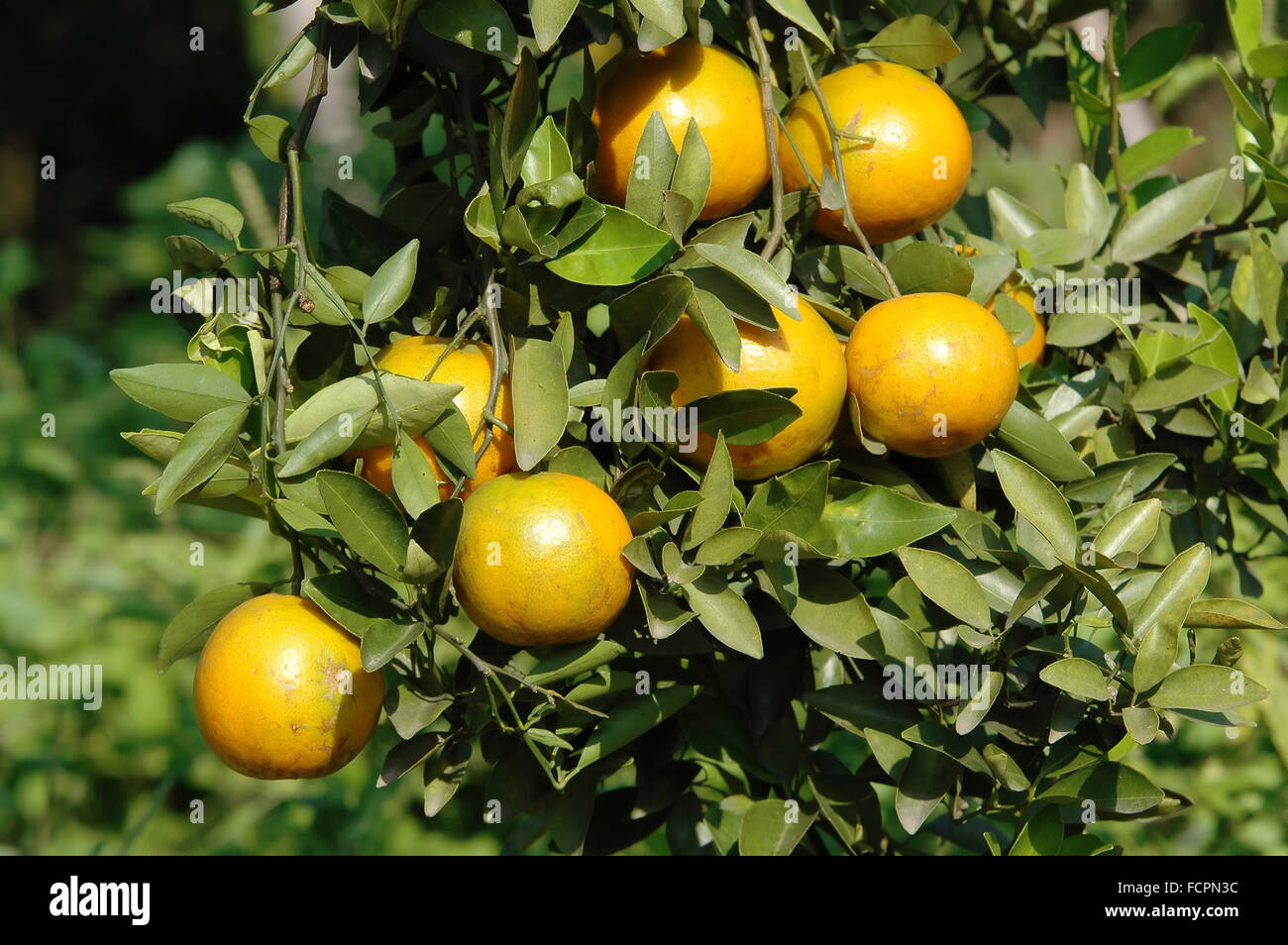 Arbre généalogique sur orange Photo Stock - Alamy