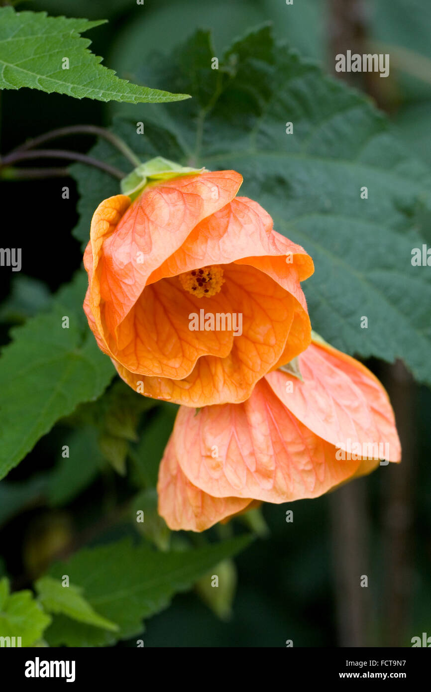 Fleurs orange en forme de cloche Banque de photographies et d’images à ...