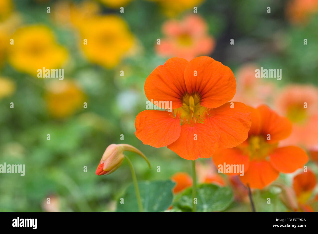 Capucine officinale Banque de photographies et d’images à haute ...