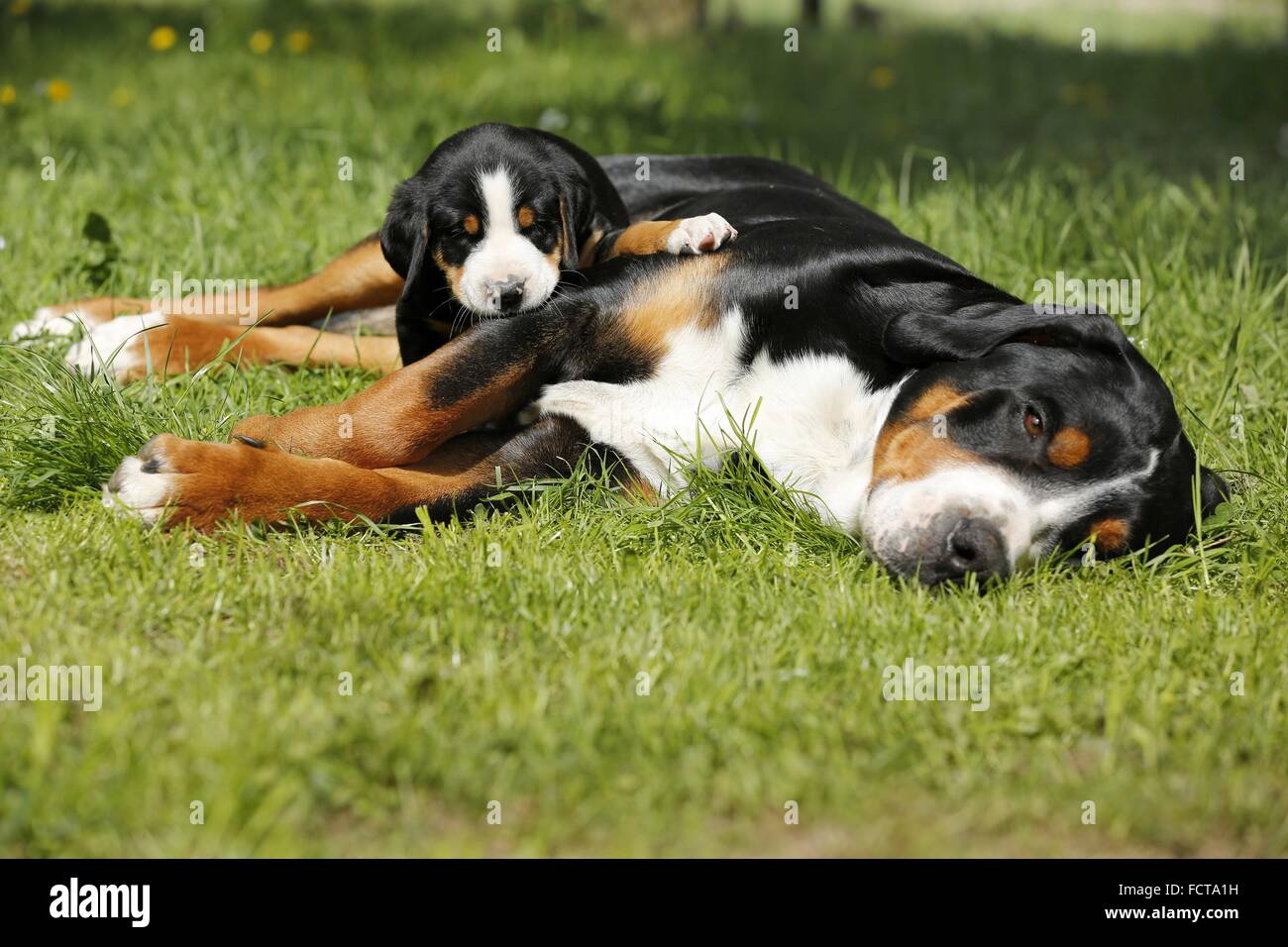 Chiens de montagne suisses Banque de photographies et d’images à haute ...
