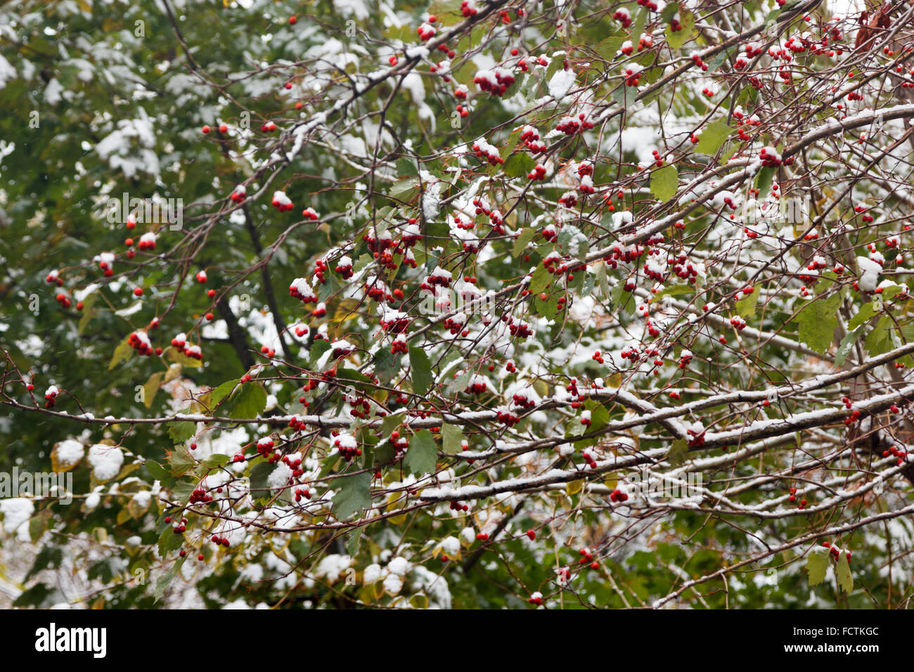 Baies Rouges Sur Les Arbres Banque d'image et photos - Alamy