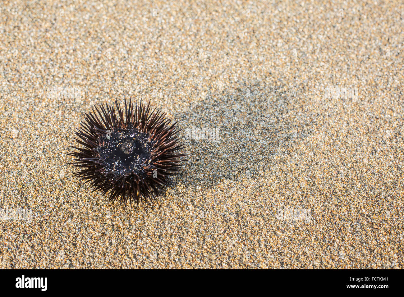 Hérisson de mer Banque de photographies et d’images à haute résolution ...