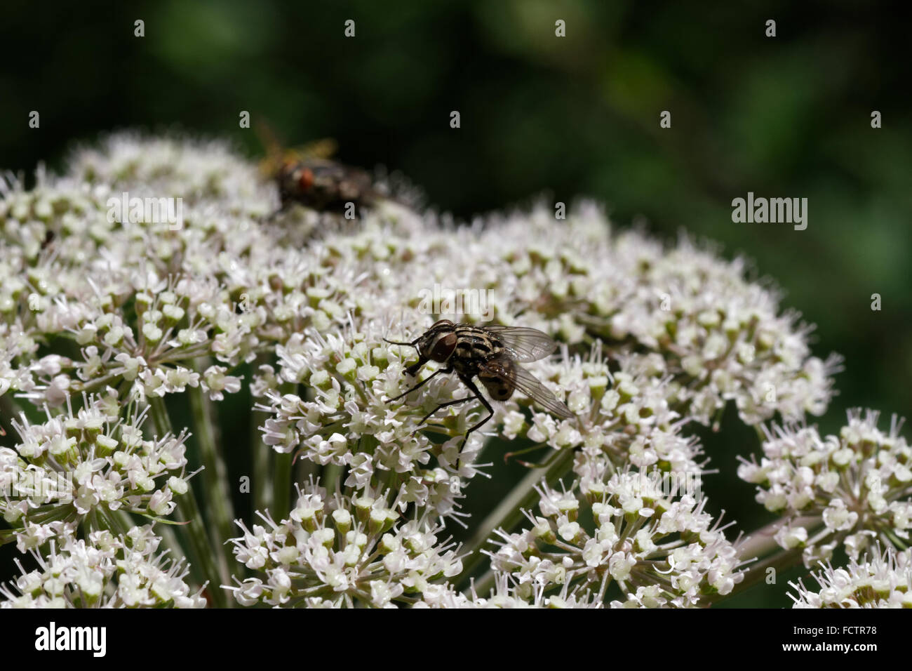 Poison hemlock conium maculatum Banque de photographies et d’images à ...