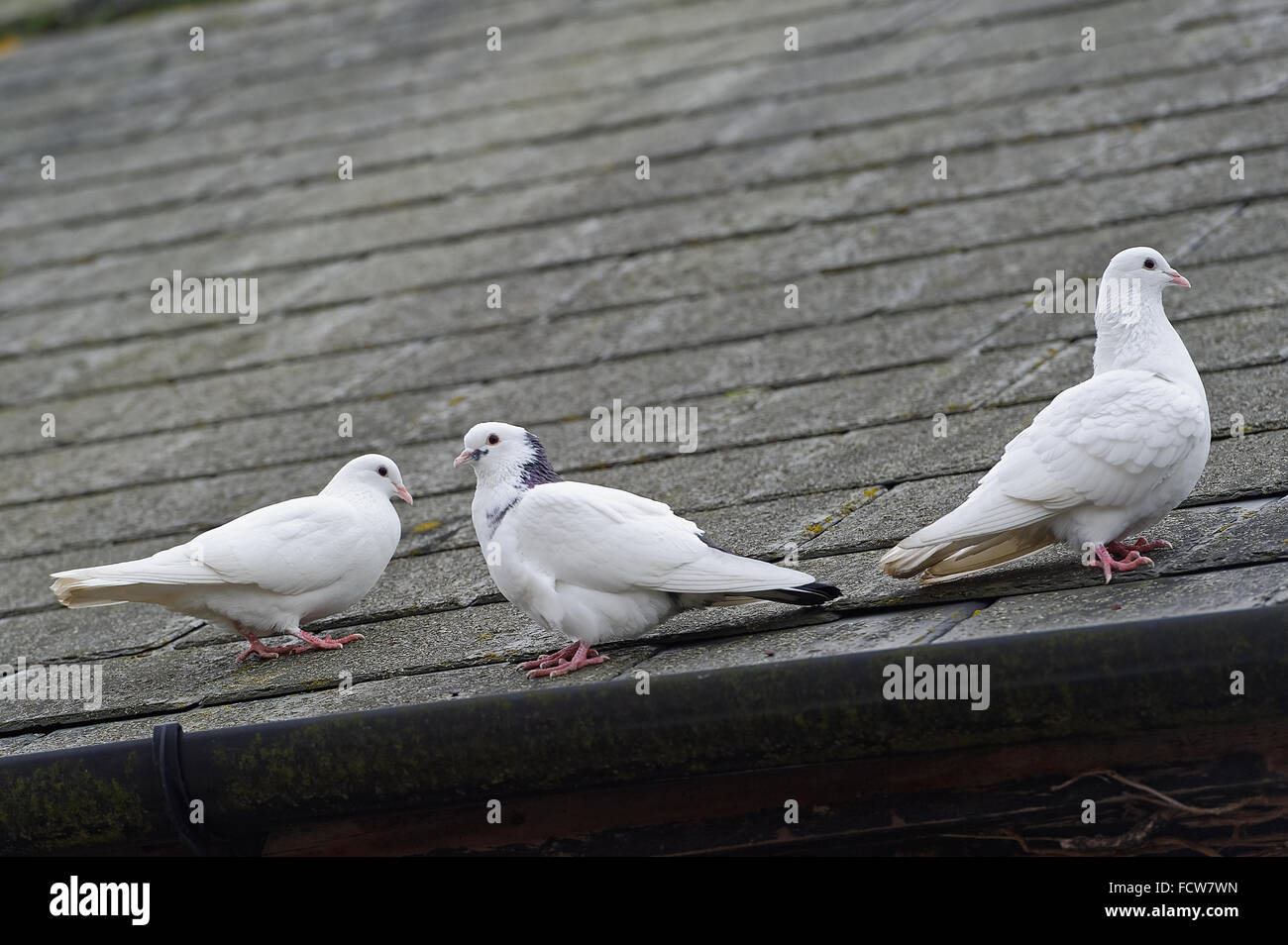 Colombes blanches s’embrasse Banque de photographies et d’images à haute résolution - Alamy