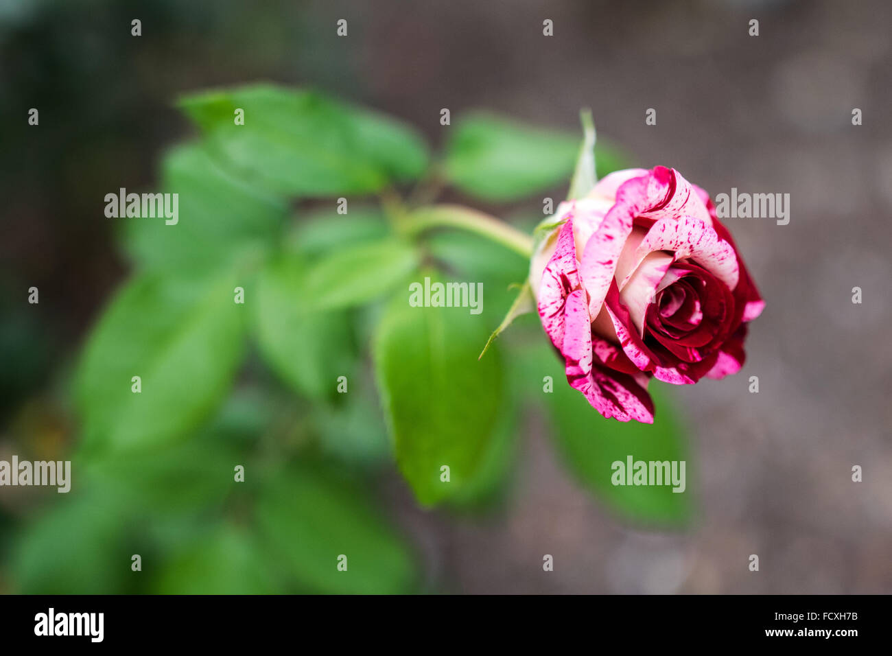 Rose rouge et blanche Banque de photographies et d’images à haute ...