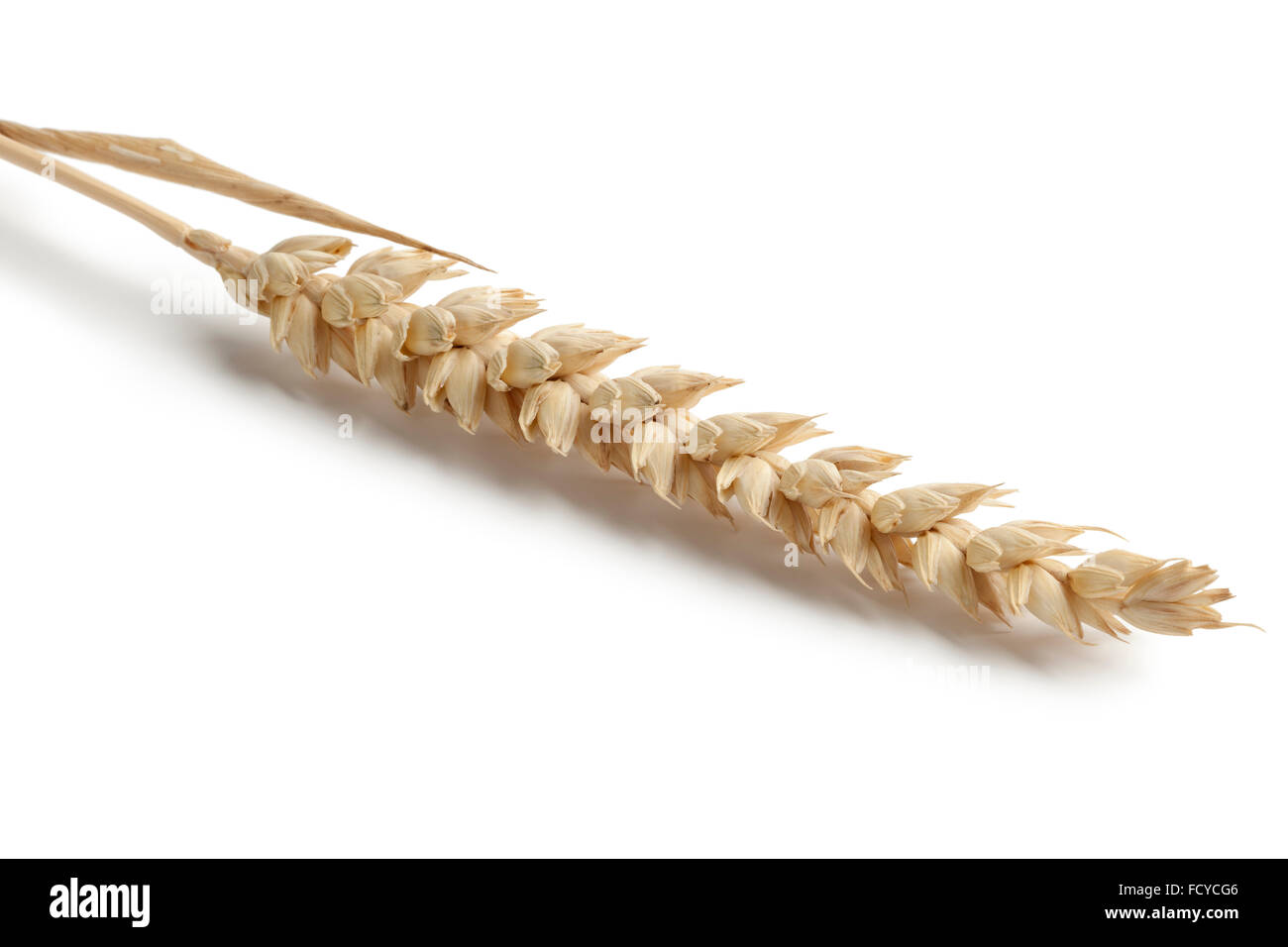 Seul épi de blé séché close up on white background Photo Stock - Alamy