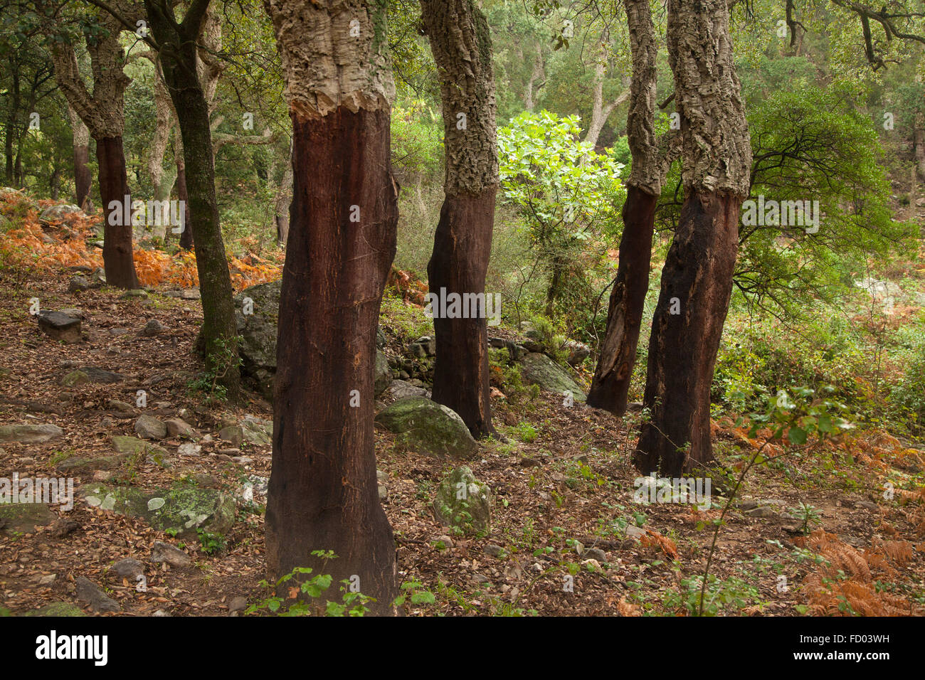 Les arbres de chêne liège Quercus suber, dans le sud de la France Photo ...