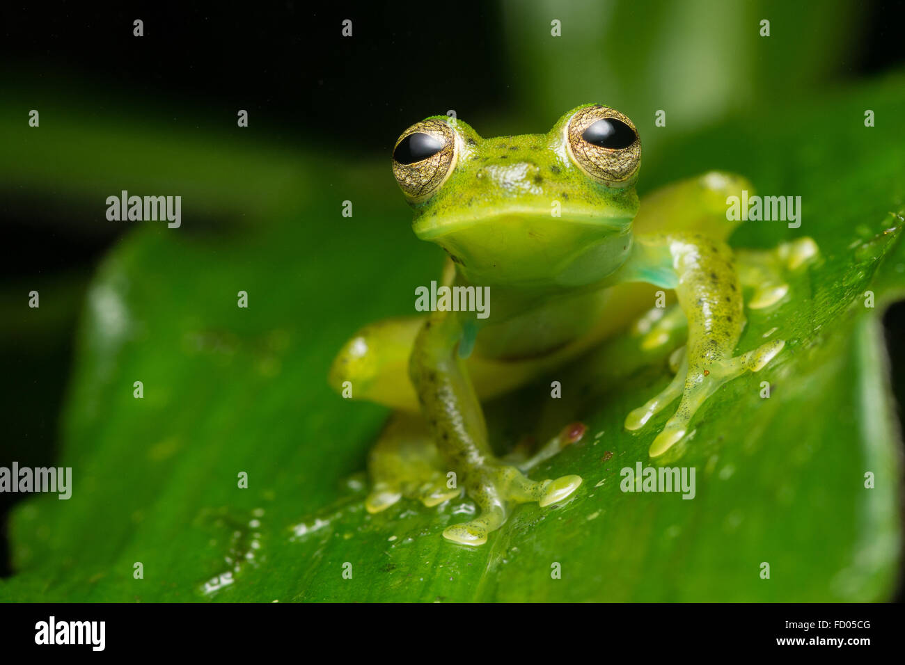 Grenouille Transparente Banque d'image et photos - Alamy