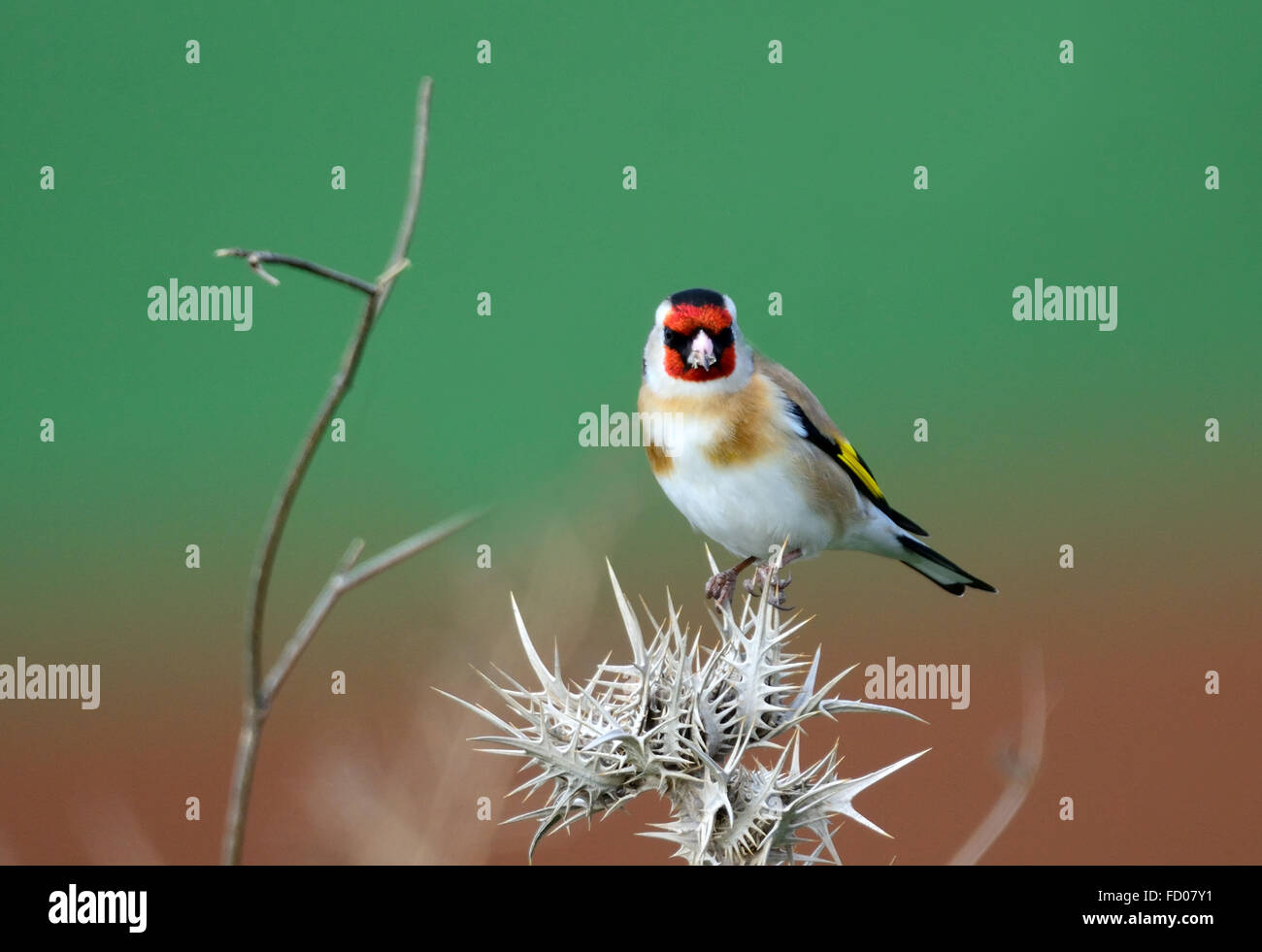 Chardon oiseau faune animal carduelis Banque de photographies et d ...
