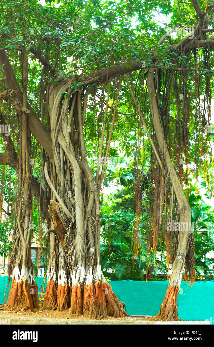 Tropical tree Banque de photographies et d’images à haute résolution ...