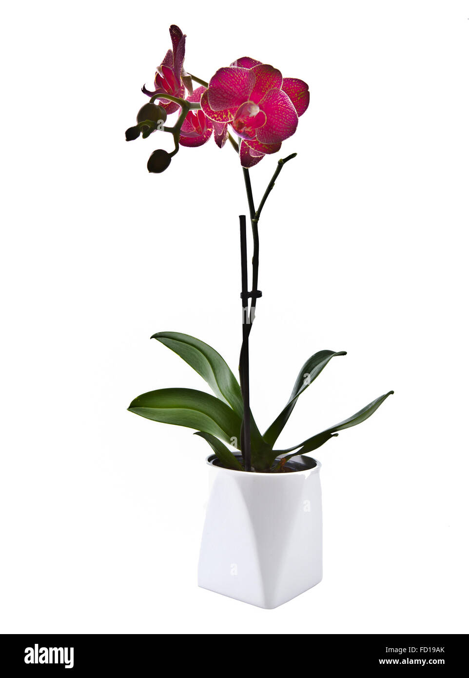 Orchidée rouge et blanche Banque de photographies et d’images à haute ...