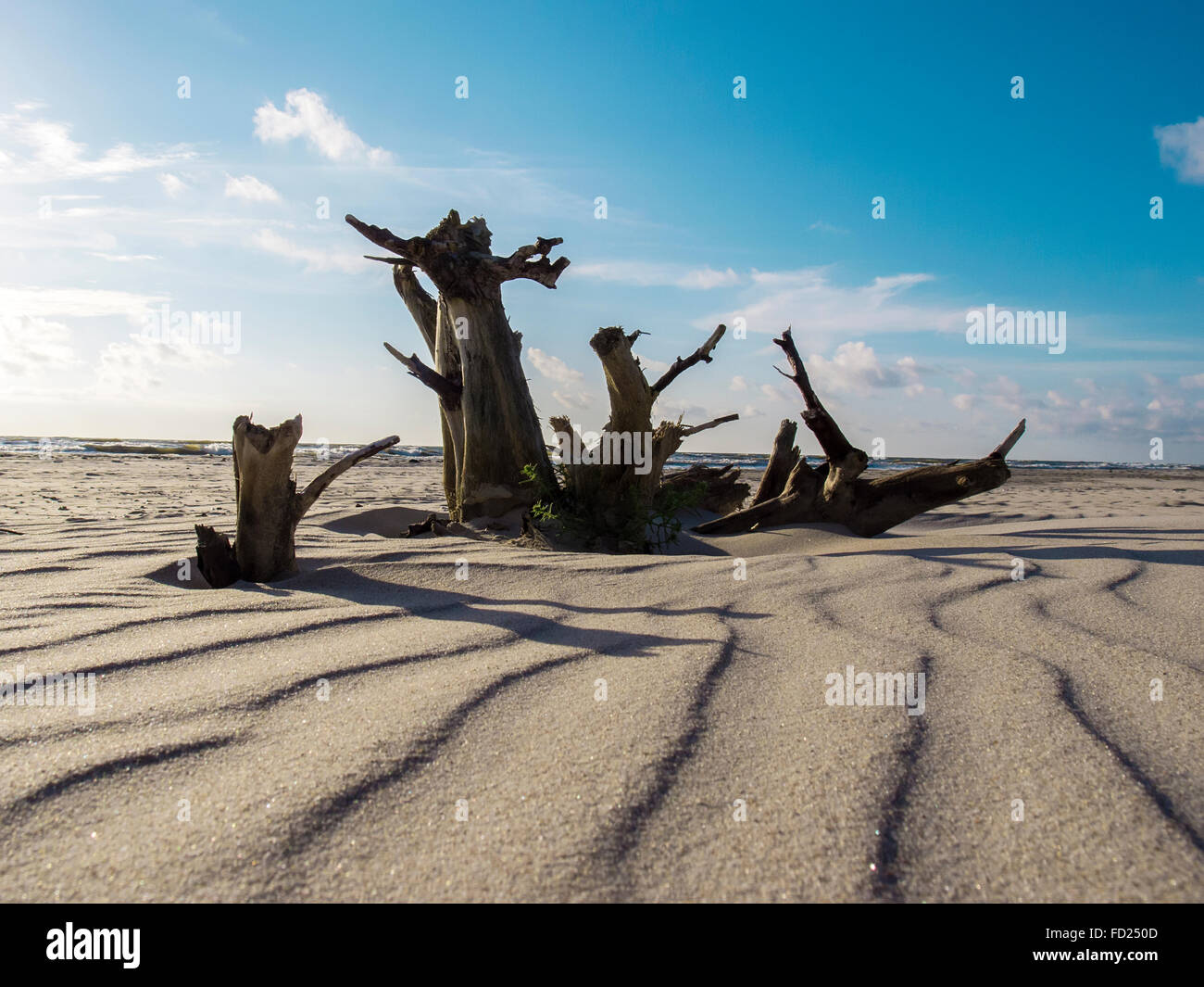 Arbre sec Banque de photographies et d’images à haute résolution - Alamy