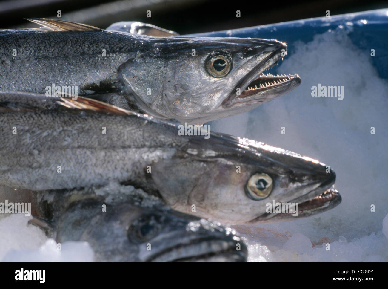 Merluccius paradoxus Banque de photographies et d’images à haute ...
