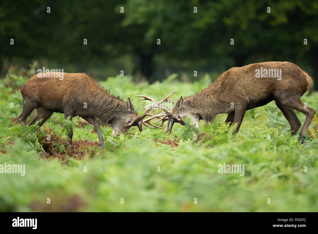 De Bataille Banque d'image et photos - Alamy