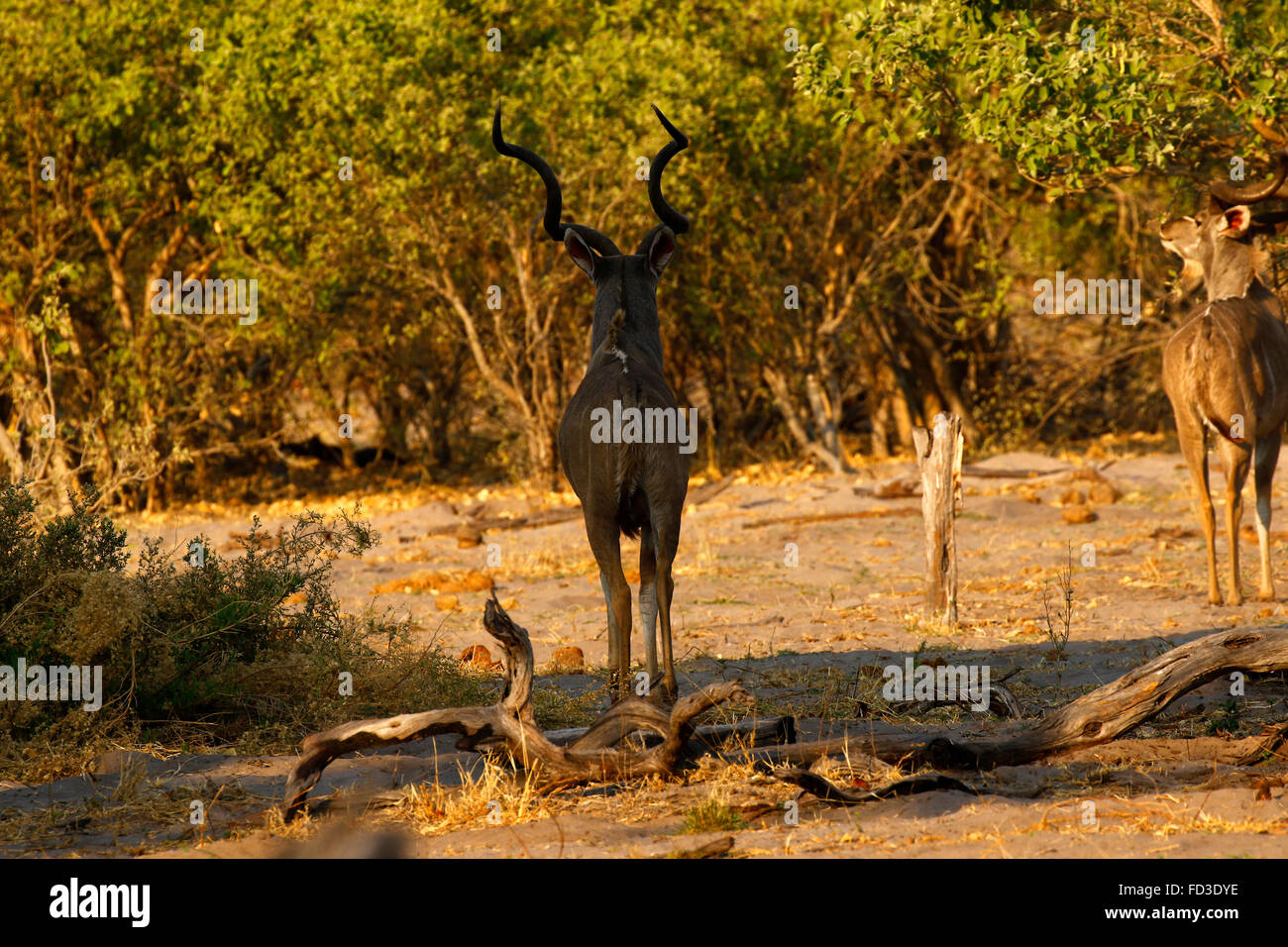 Le grand koudou est de l'Afrique les plus beaux d'antilopes, Standing ...