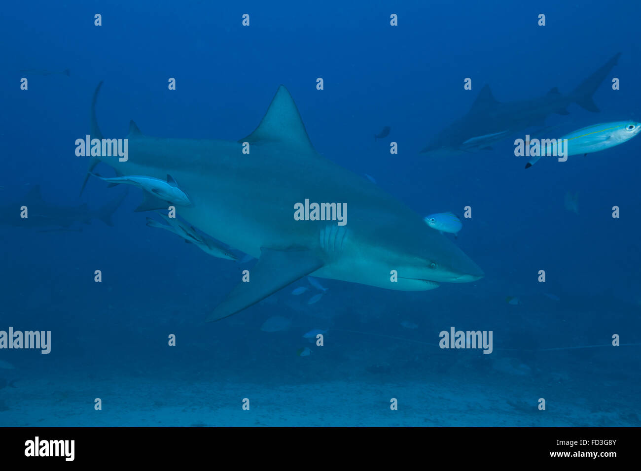 Un grand requin taureau (Carcharhinus leucas) au Bistro emplacement de ...
