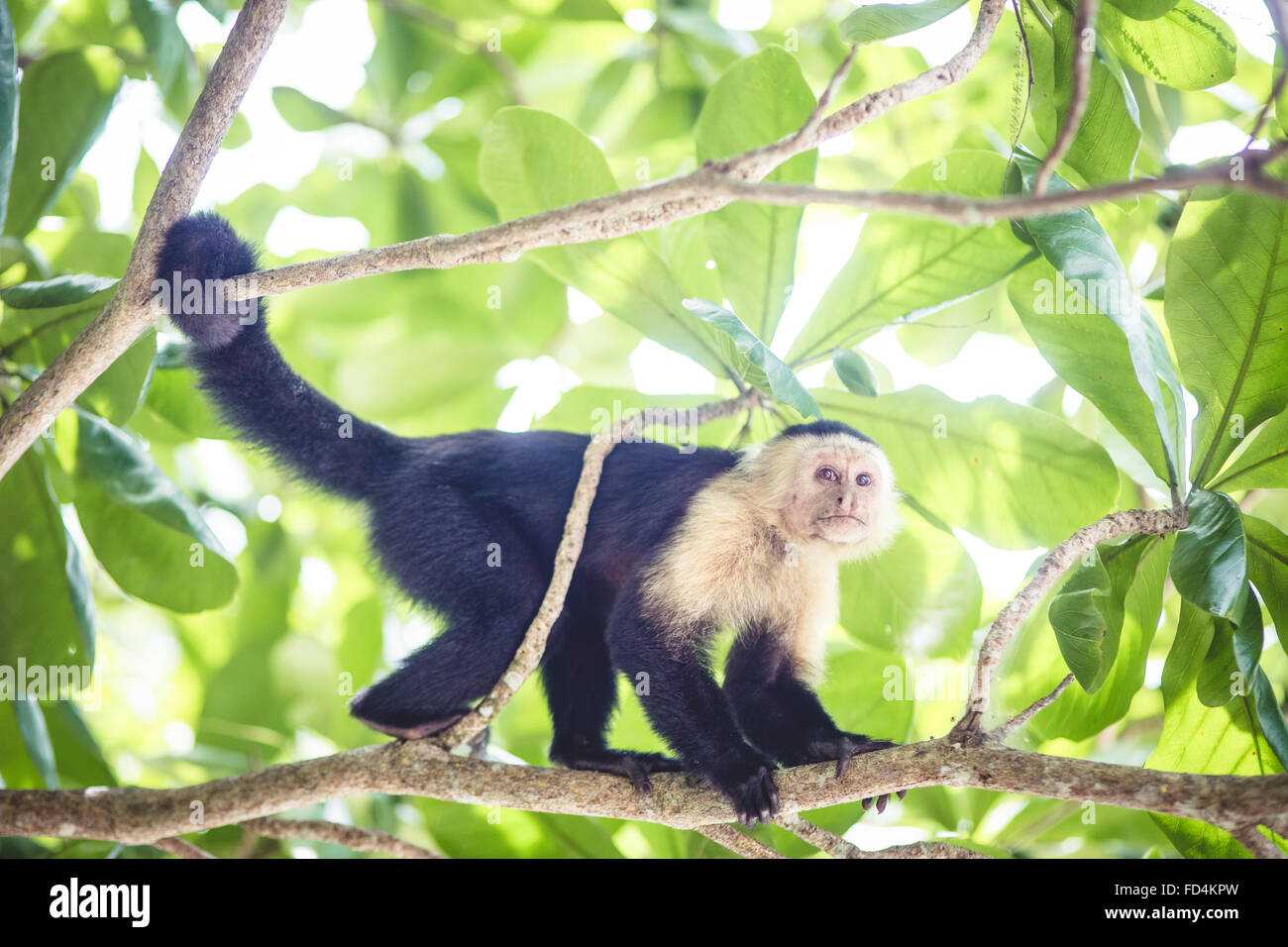Monkey in tree Banque de photographies et d’images à haute résolution ...