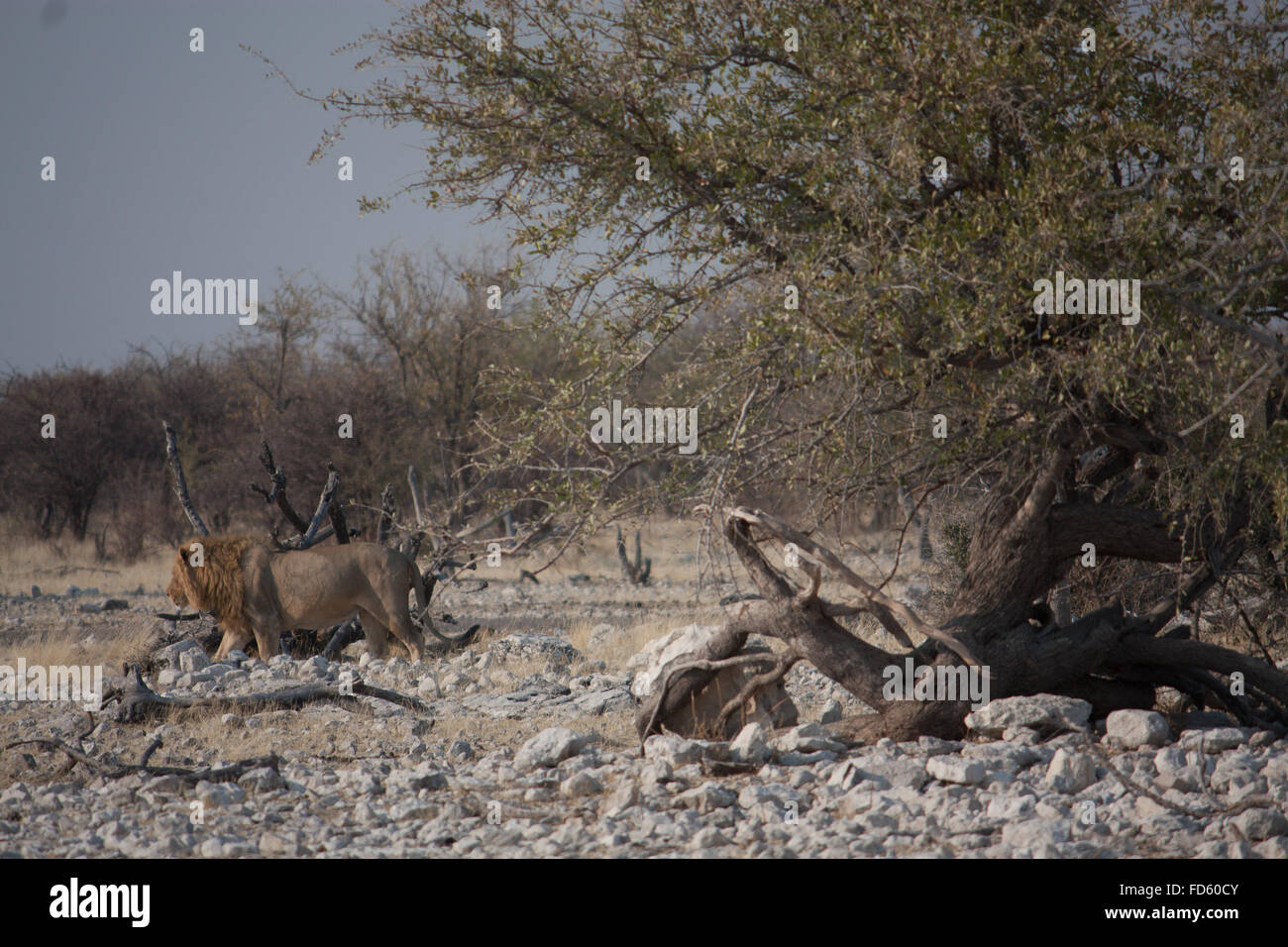 Lion hunt Banque de photographies et d’images à haute résolution - Alamy
