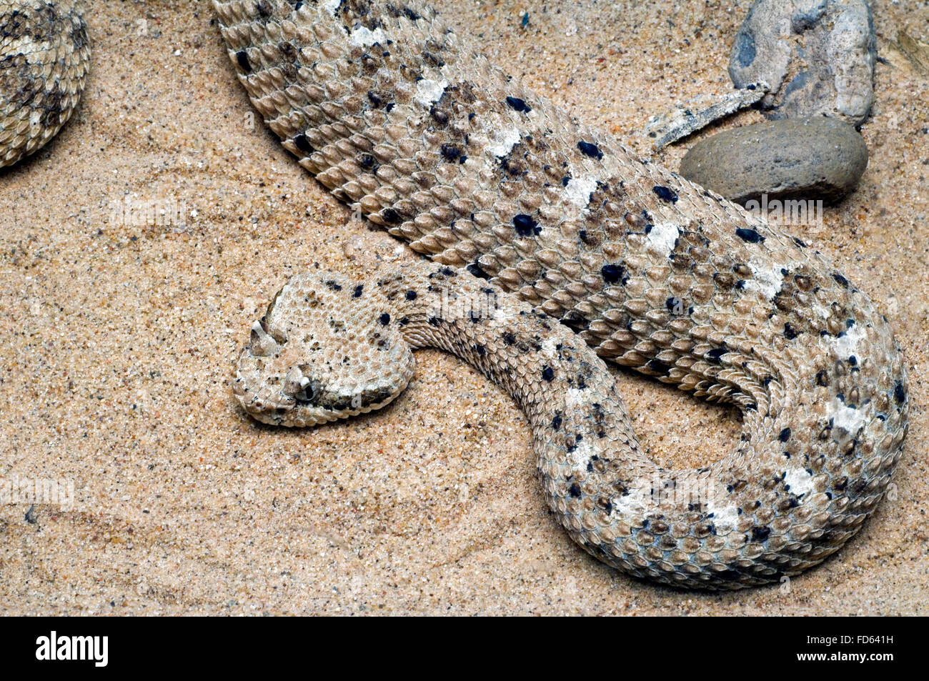 Le crotale cornu (Crotalus cerastes / Sidewinder) indigènes de la ...