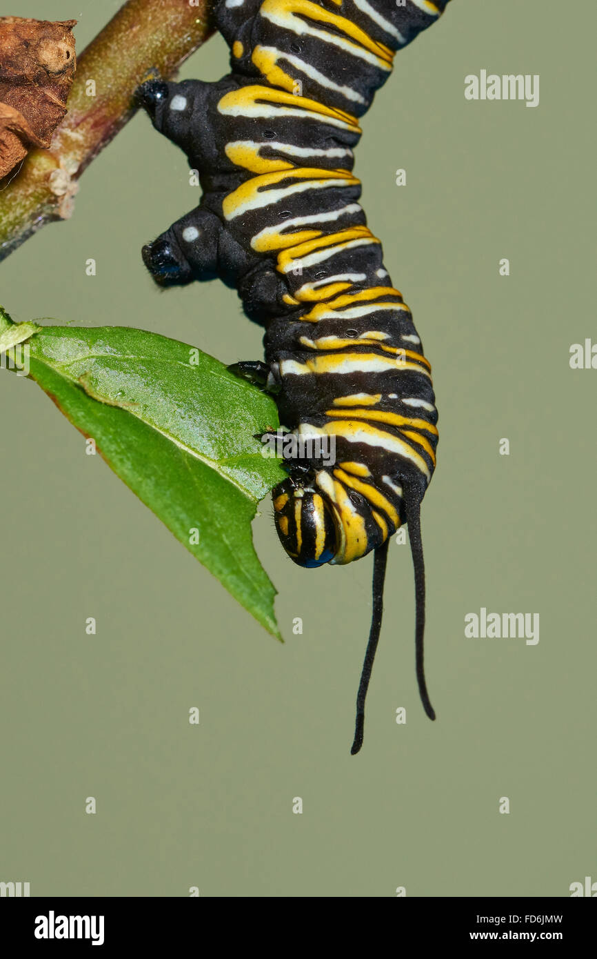 La chenille de papillon monarque, Asclepia Curassavica, le monarque ...