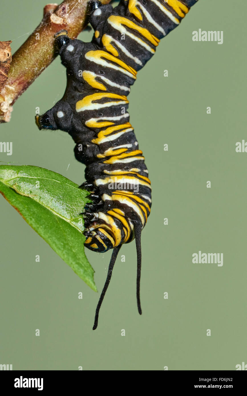 La chenille de papillon monarque, Asclepia Curassavica, le monarque ...