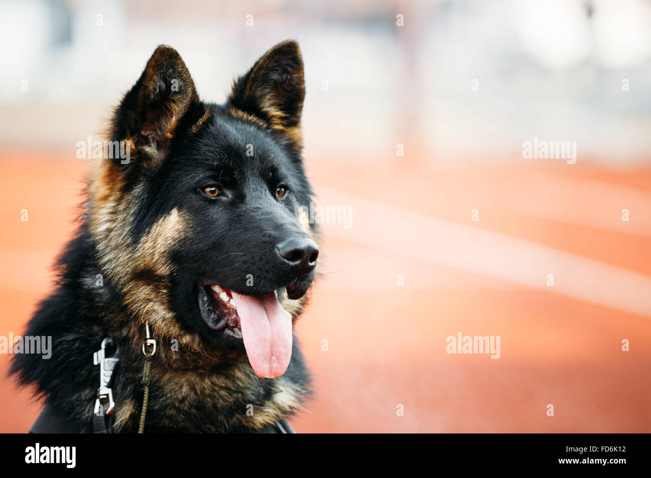 Chien de berger allemand noir Banque de photographies et d’images à ...