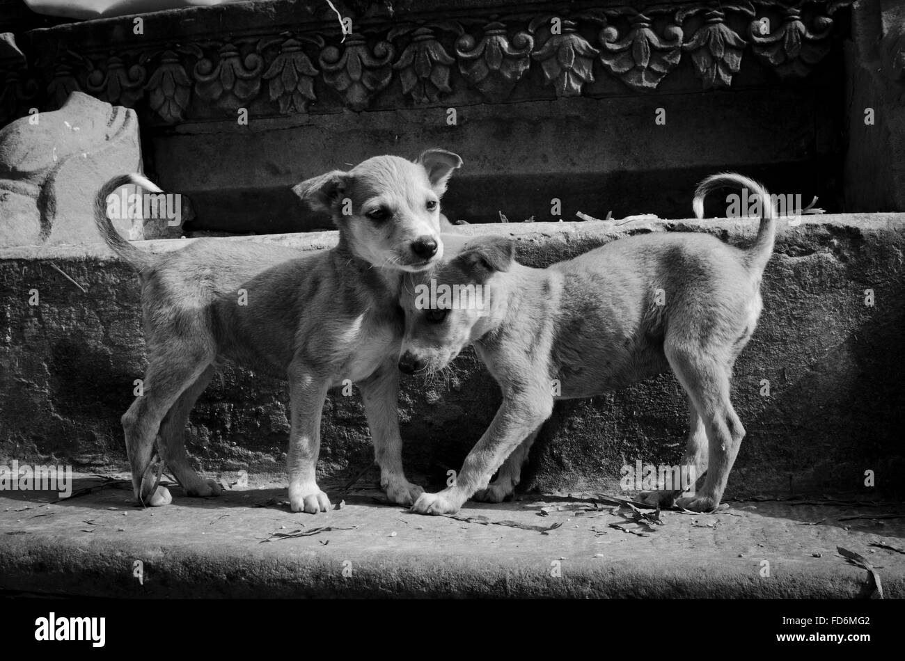 Indian puppies Banque de photographies et d’images à haute résolution ...