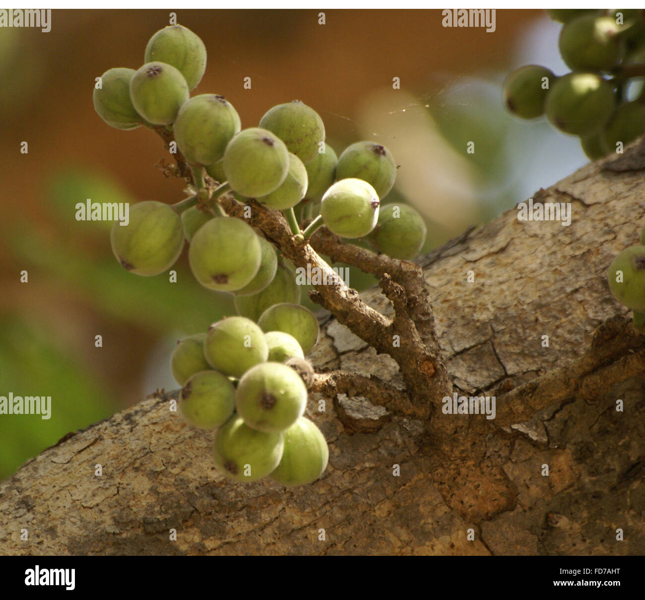 Ficus racemosa, Indien figuier, arbre aux fruits développée le long de ...
