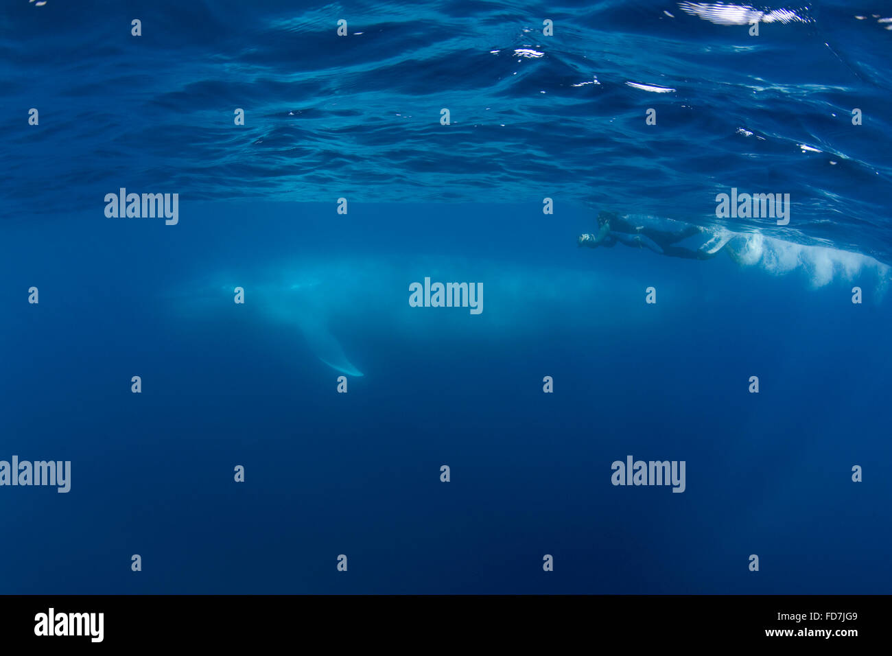 Photographe sous-marin et le rorqual bleu (Balaenoptera musculus ...