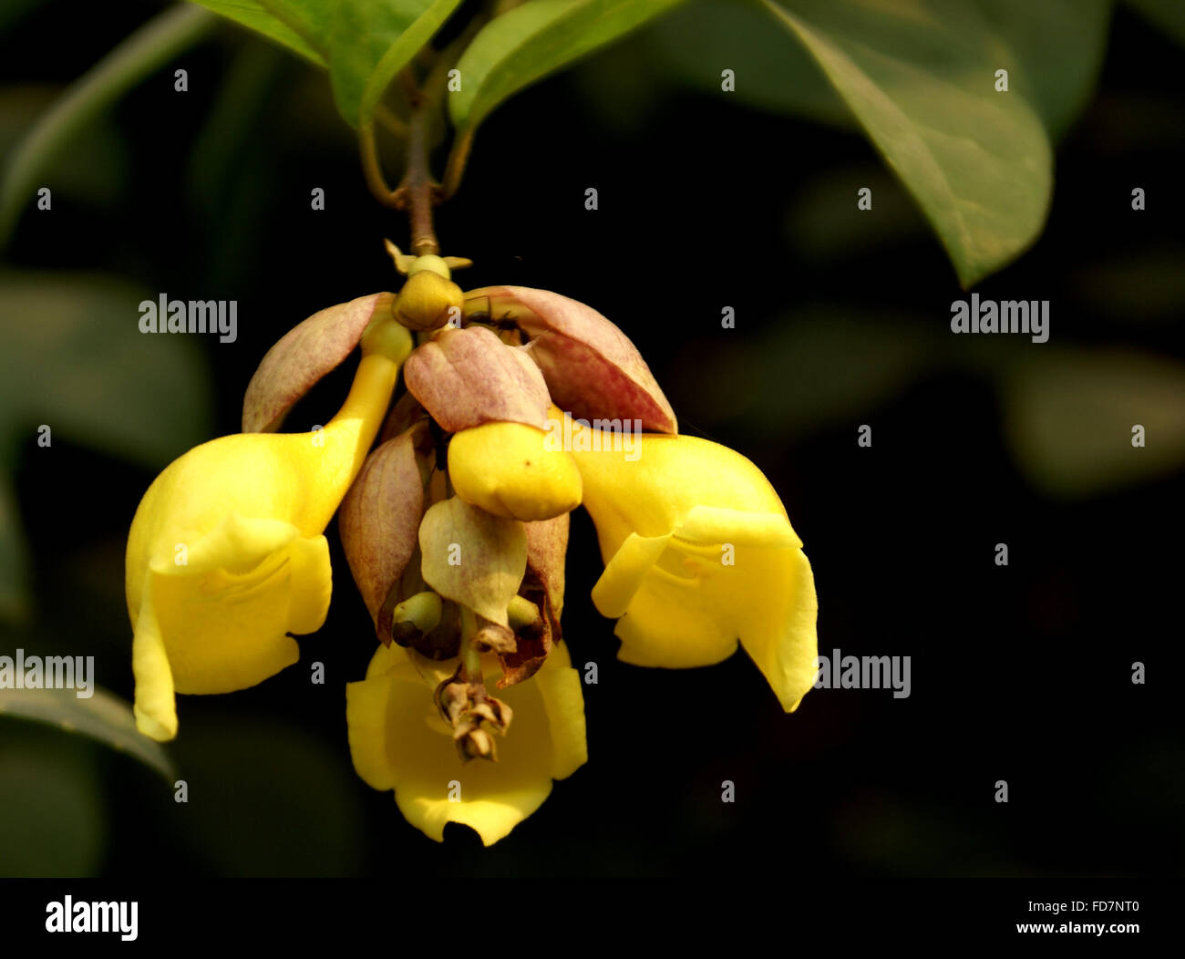 Gmelina philippensis Banque de photographies et d’images à haute ...