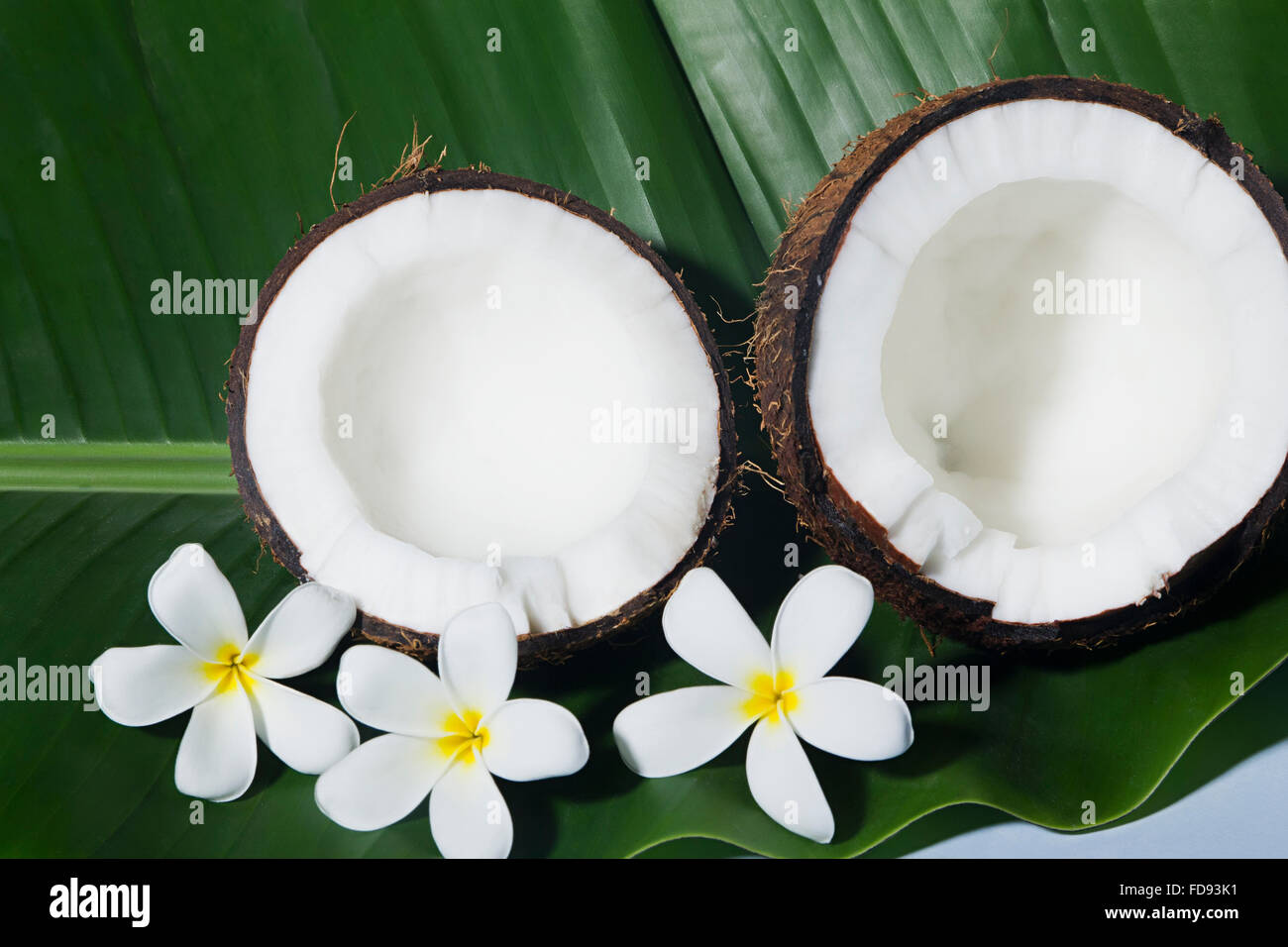 Fleur de noix de coco Banque de photographies et d’images à haute ...