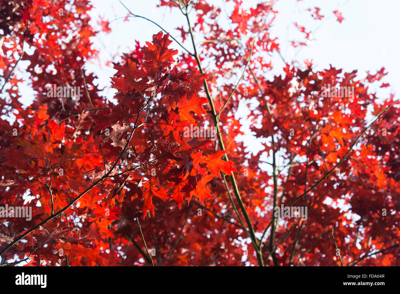 Quercus rubra automne Banque de photographies et d’images à haute ...