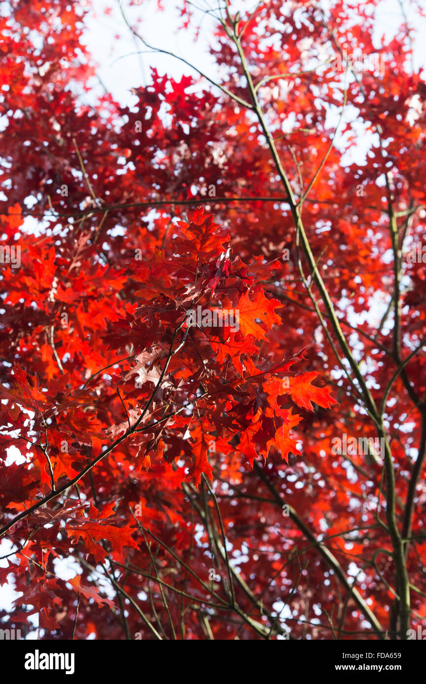 Quercus Rubra Automne Banque d'image et photos - Alamy